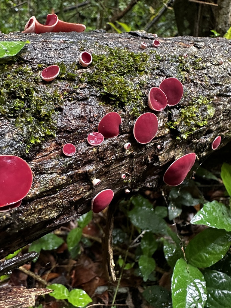 Phillipsia subpurpurea from Kureelpa, QLD, AU on January 15, 2024 at 11 ...