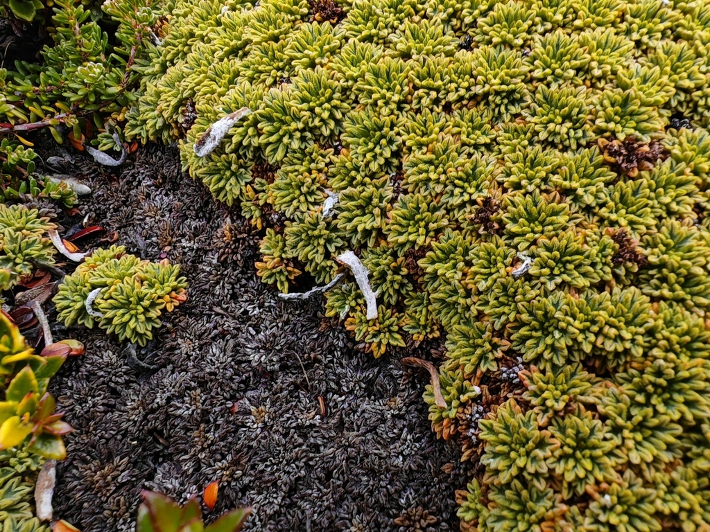 Balsam-bog from Argentine on January 16, 2024 at 12:13 PM by rkl755 ...