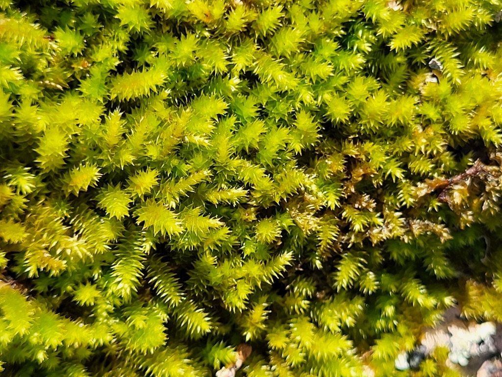 smooth hook moss from Athens, TX, USA on January 12, 2024 at 10:58 AM ...