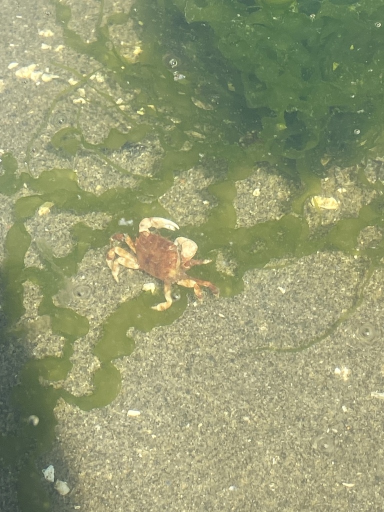 Yellow Shore Crab from Useless Bay, Oak Harbor, WA, US on July 20, 2022 ...