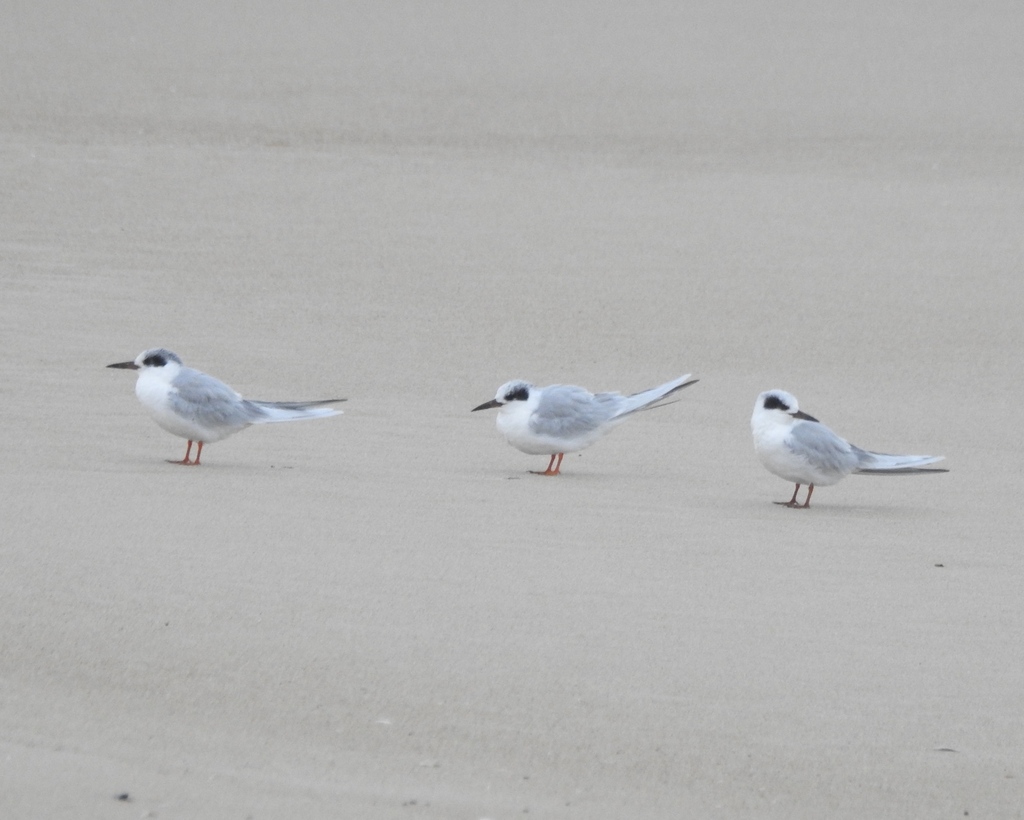 Forster's Tern from Ocean City, MD, USA on January 16, 2024 at 12:40 PM ...