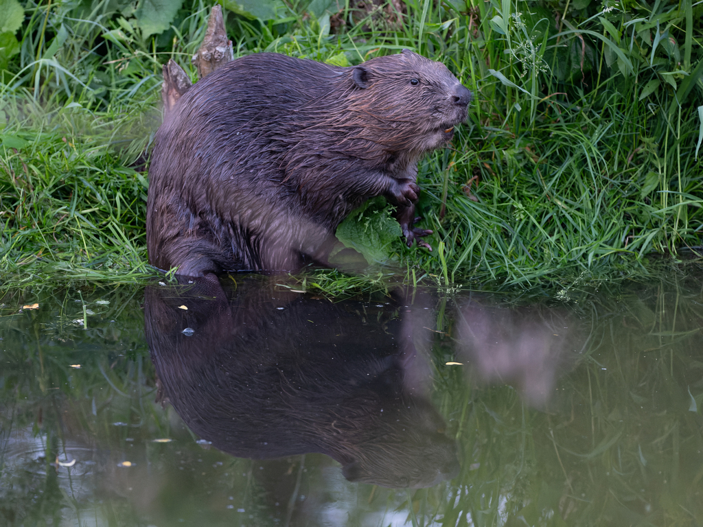Eurasian Beaver from 751 14 Lipová-Dřevohostice, Česko on June 24, 2023 ...