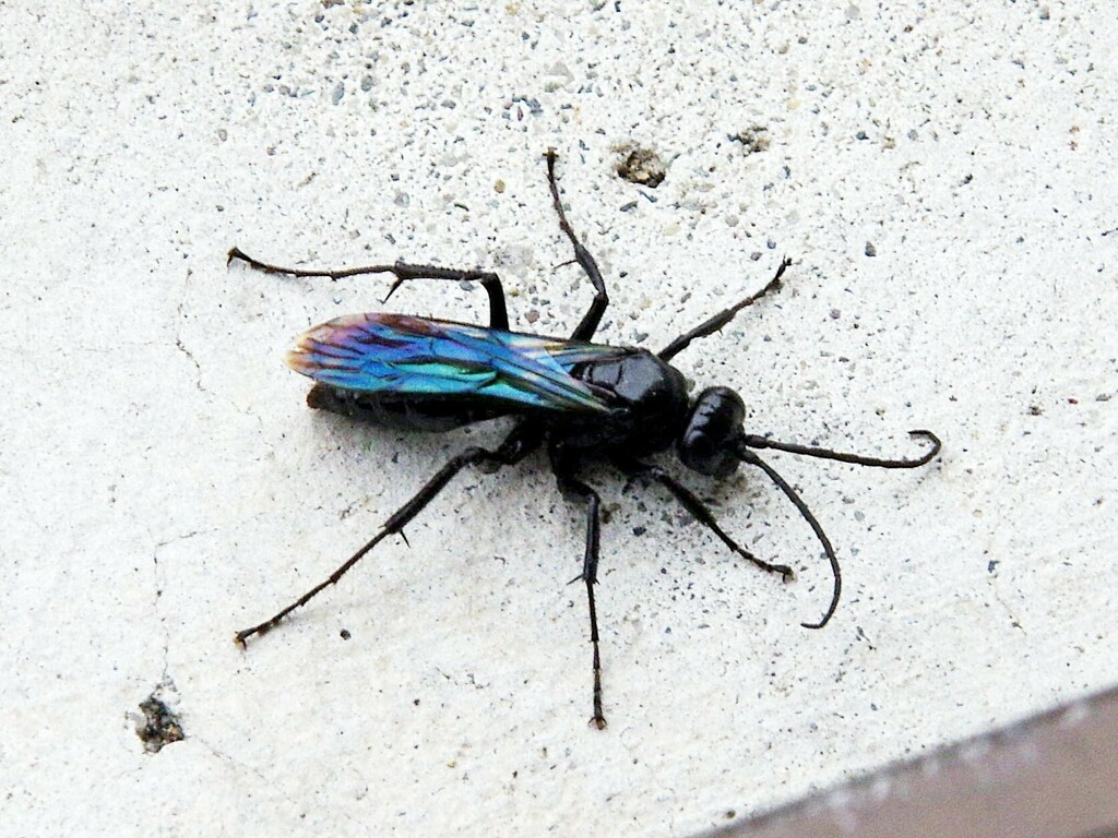 Large black hunting wasp from Gore, New Zealand on January 17, 2024 at ...