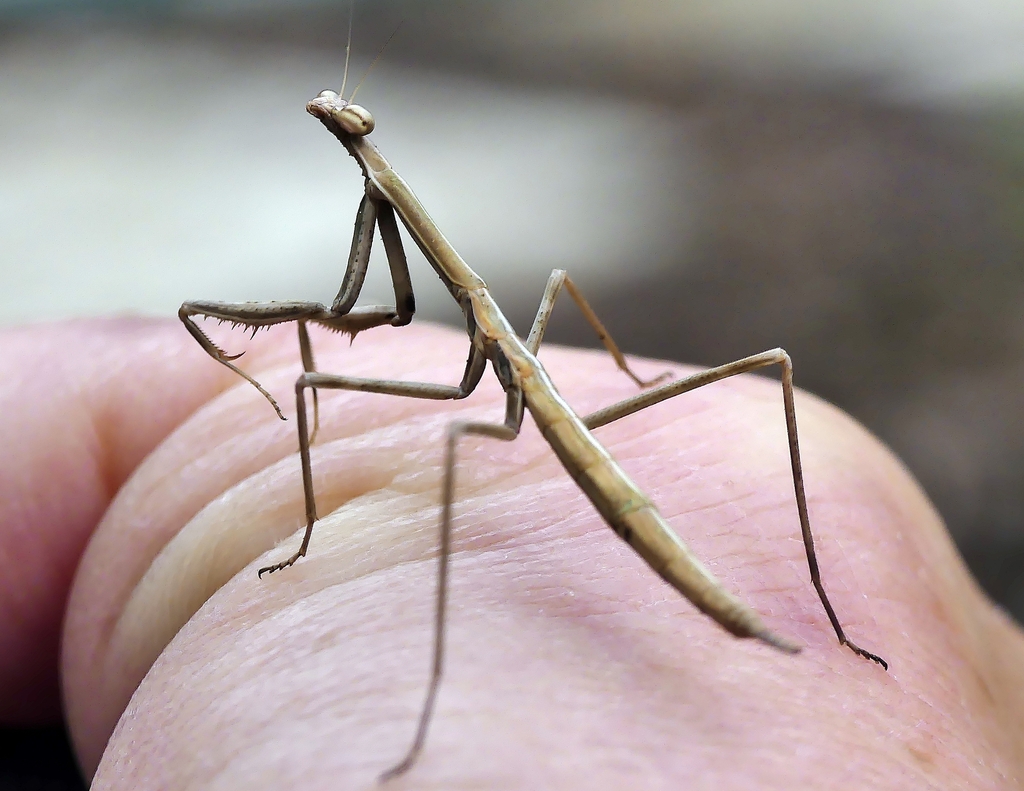 Australian Stick Mantis from Adelaide SA, Australia on January 9, 2019 ...