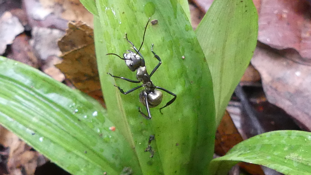 Shimmering Golden Sugar ant from Bahía Solano, Chocó, Colombie on July ...