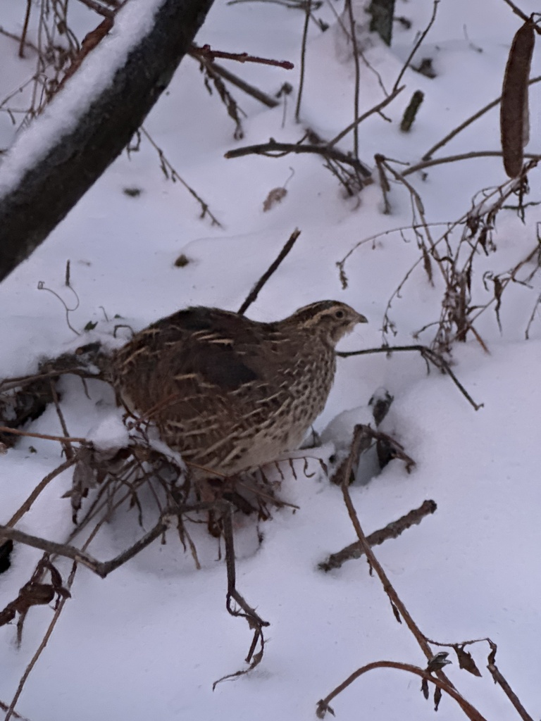 Domestic Quail from Mermaid Park, Glenside, PA, US on January 16, 2024 ...