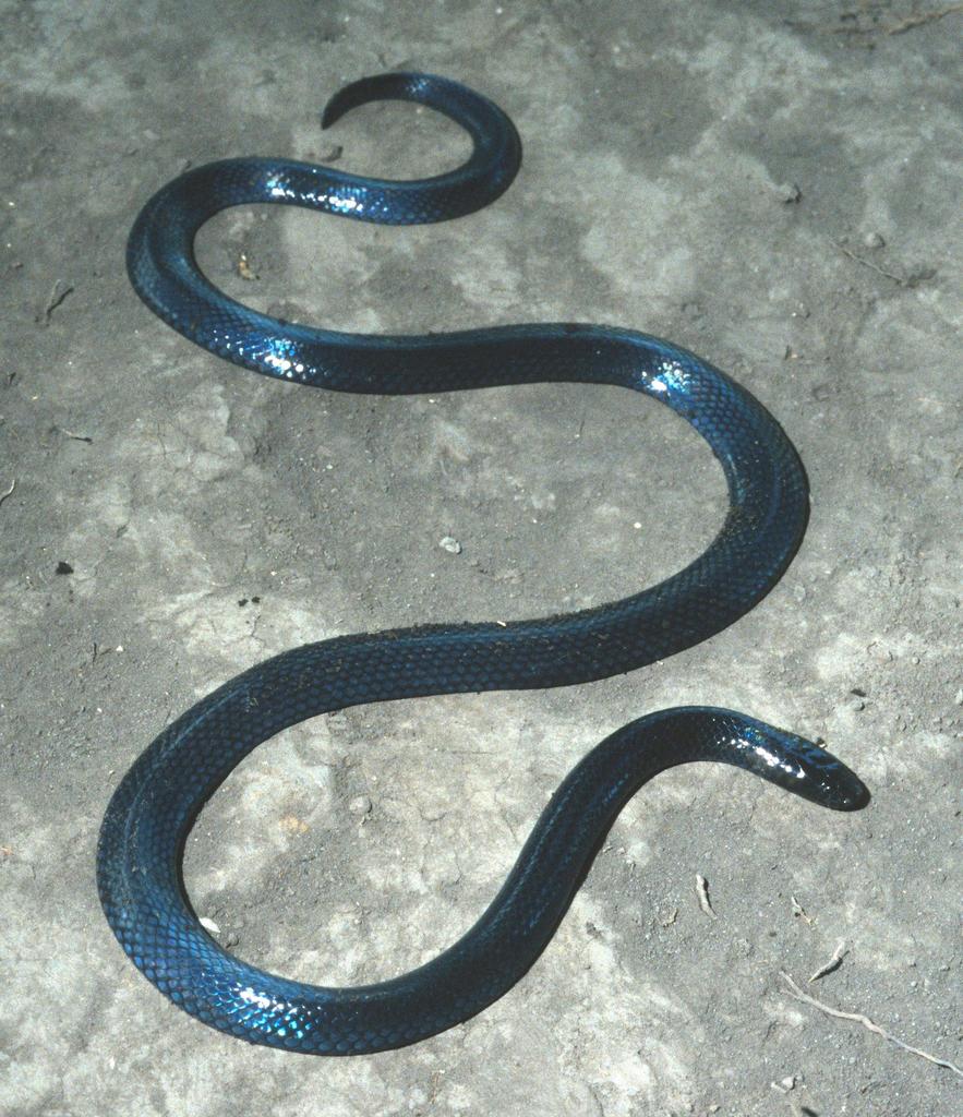 Dull Purple-glossed Snake from Bukoba, Tansania on November 16, 2002 at ...