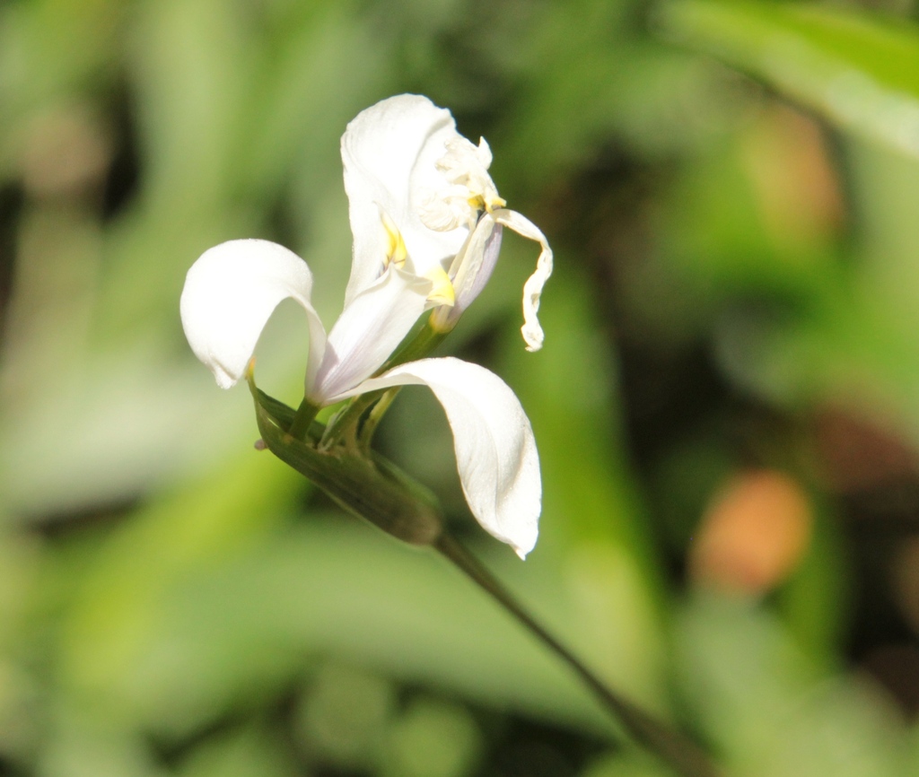 butterfly flag from Latrobe TAS 7307, Australia on November 16, 2023 at ...