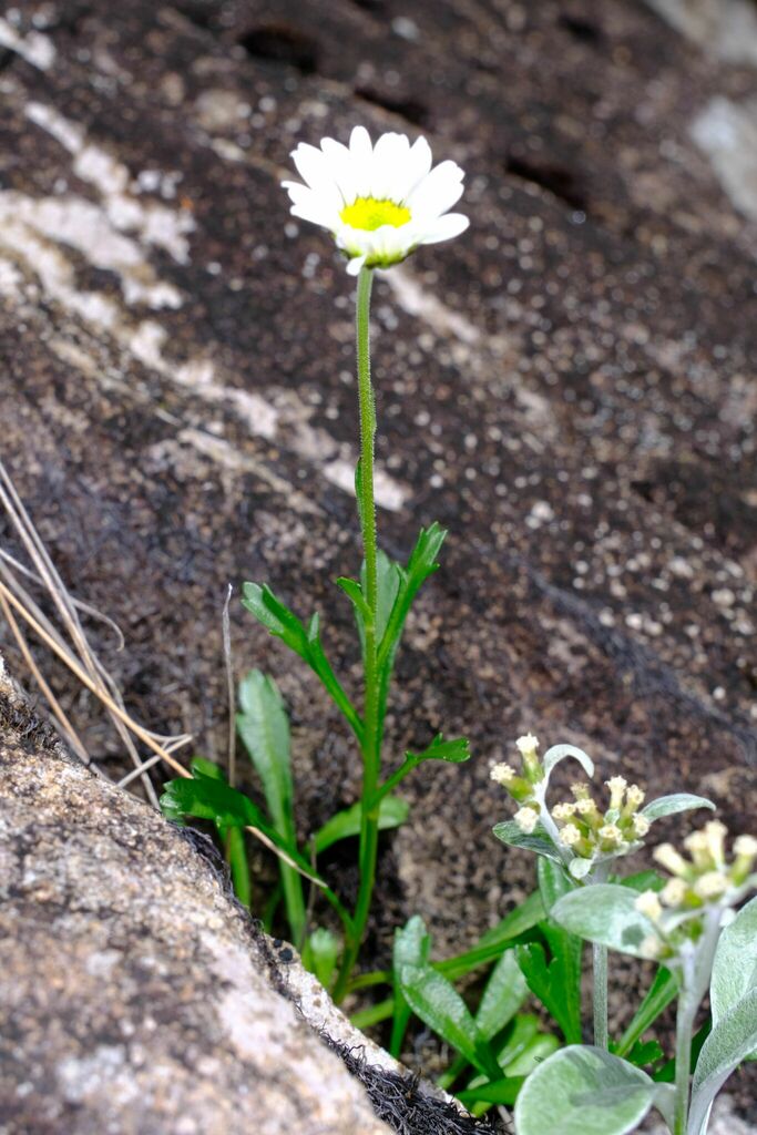 Brachyscome from Walls of Jerusalem TAS 7304, Australia on January 5 ...