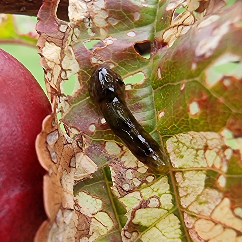 Cherry Slug Sawfly in January 2024 by Anthony Wilson. We've never had ...