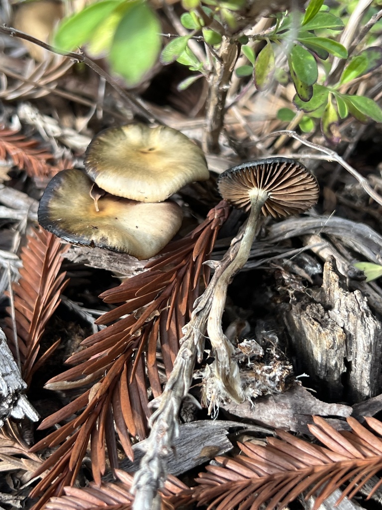 Wavy Cap in January 2024 by Reagan Peschke. tons of white rhizomorphs ...