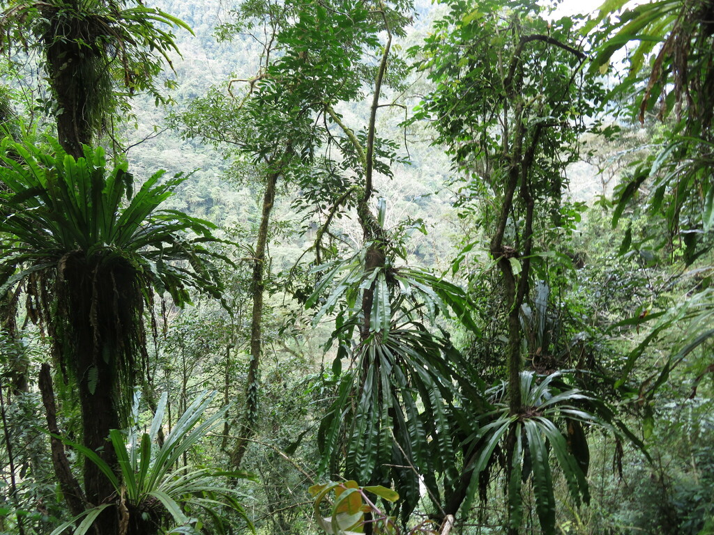 Asplenium phyllitidis from Gongshan Derung and Nu Autonomous County ...