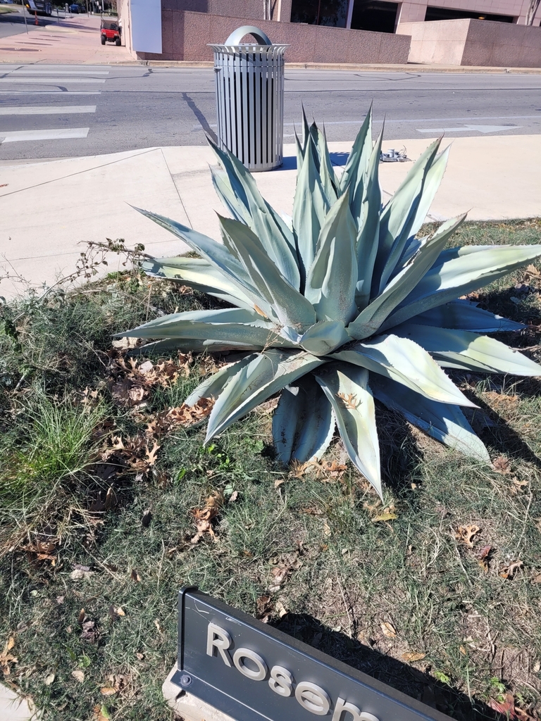 century plants from Trinity/12th, Austin, TX 78701, USA on January 16 ...