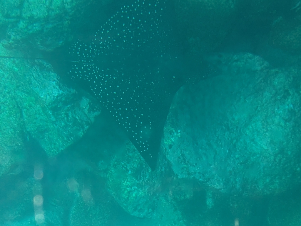 White-spotted Eagle Ray from Ecuador on January 4, 2024 at 03:43 PM by ...