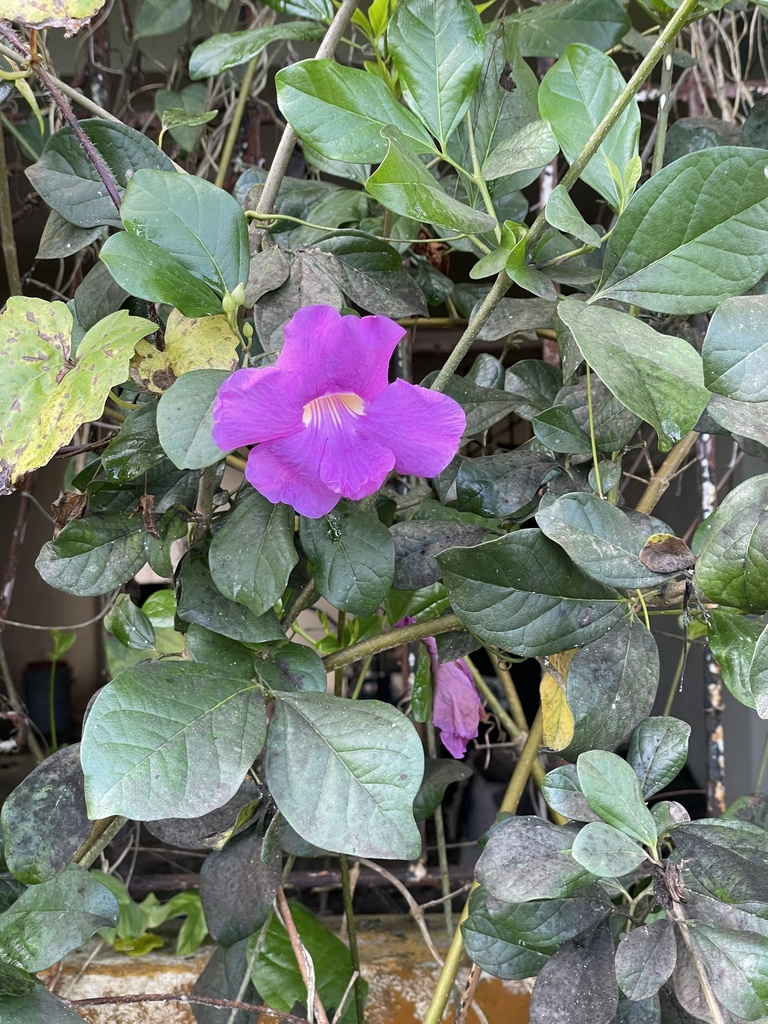 Purple funnel vine from Puerto Rico, Canóvanas, Puerto Rico, US on ...