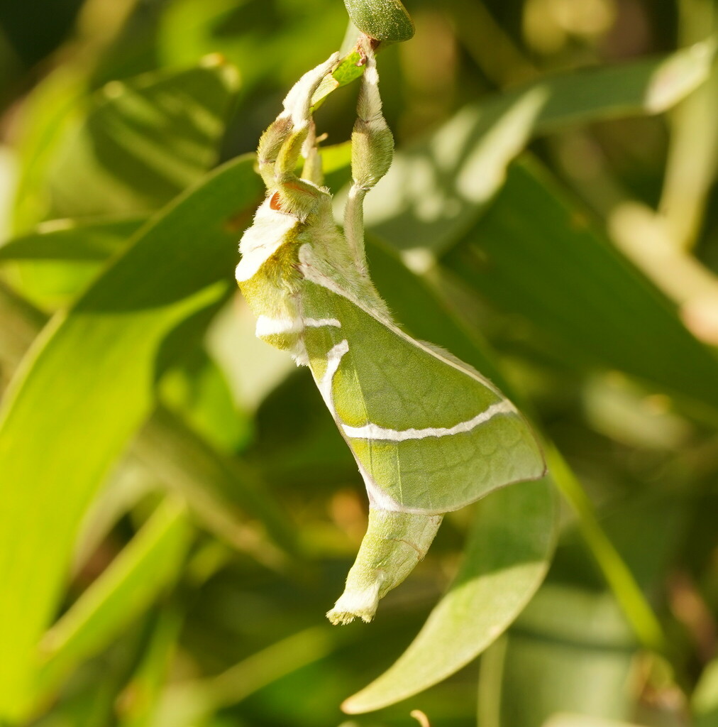 Common Splendid Ghost Moth from Seville VIC 3139, Australia on January ...