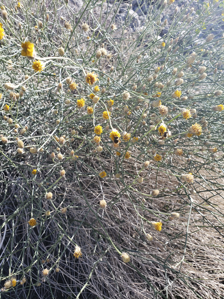 Rough Sweetbush from Riverside County, CA, USA on December 15, 2018 at 10:43 AM by Colin Barrows ...