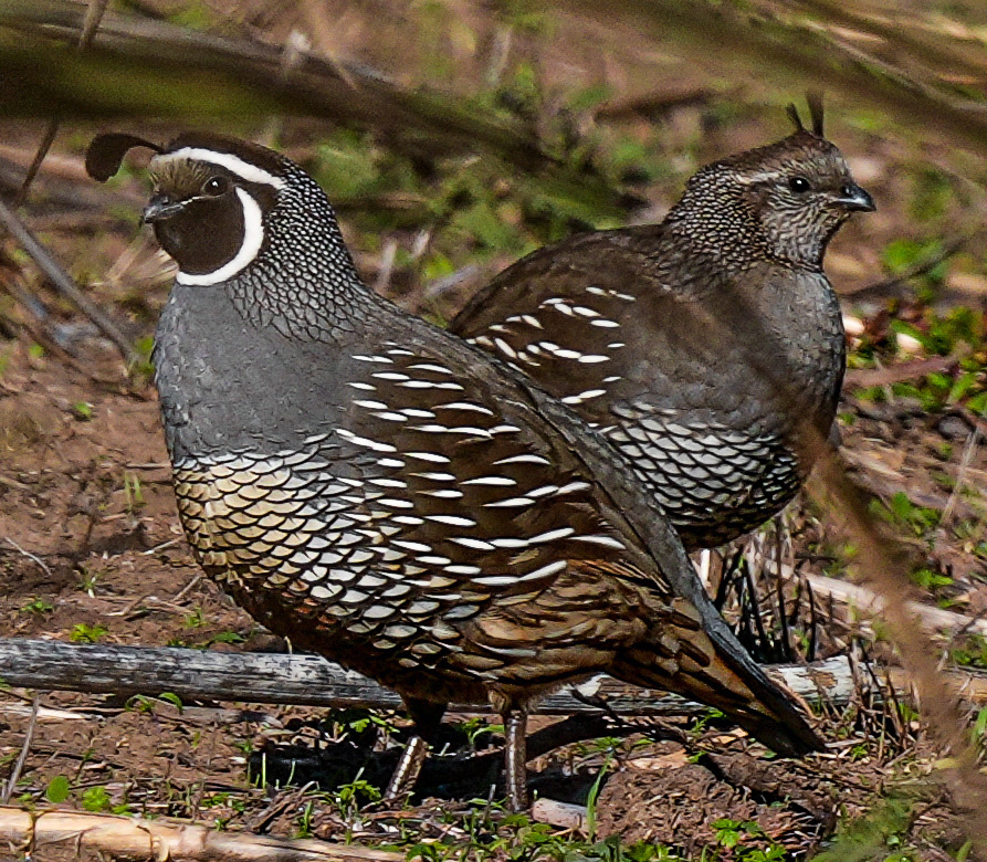 California Quail from Santa Barbara, CA, US on January 16, 2024 at 09: ...