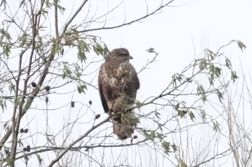 Common Buzzard from Church Bank, Jarrow NE32 3BE, UK on January 16 ...