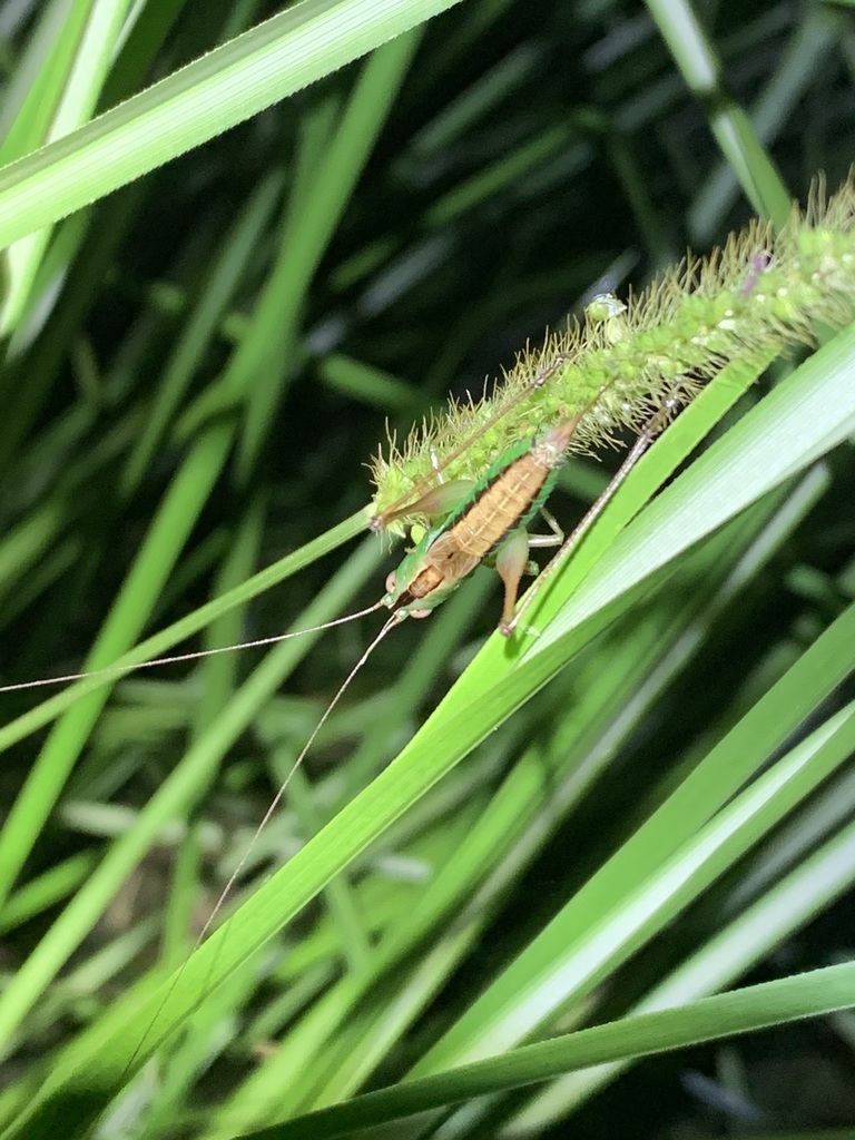 Conocephalus semivittatus semivittatus from Brisbane QLD, Australia on ...