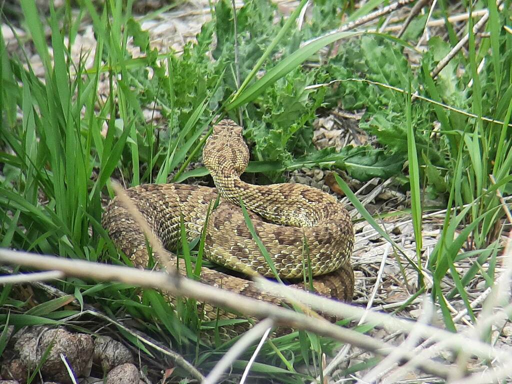 Prairie Rattlesnake from Beaverhead, Montana, Lewis and Clark National ...
