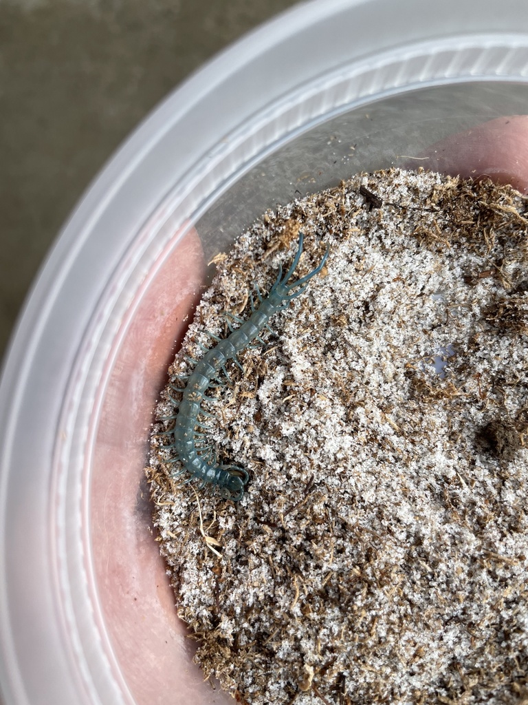 Scolopendra aztecorum from Heritage Rd, Chula Vista, CA, US on January ...