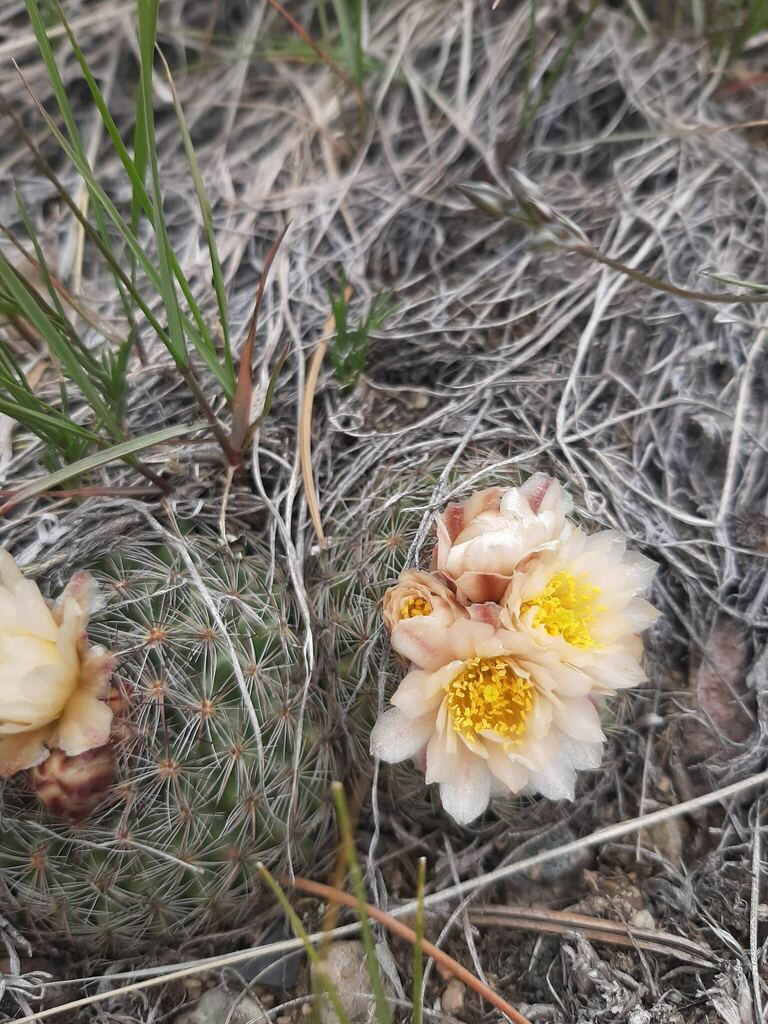Mountain Ball Cactus from Beaverhead, Montana, United States on May 26 ...