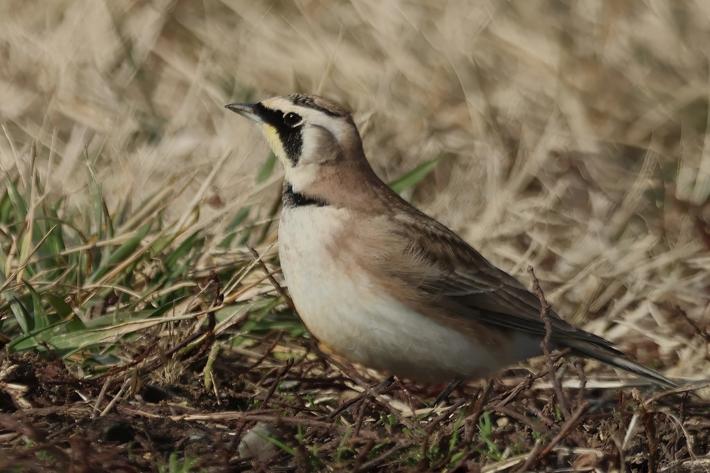 Horned Lark from West Friendship, MD, USA on January 14, 2024 at 10:18 ...