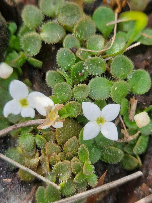 roundleaf bluet from Jupiter, FL, USA on January 16, 2024 at 06:21 PM ...
