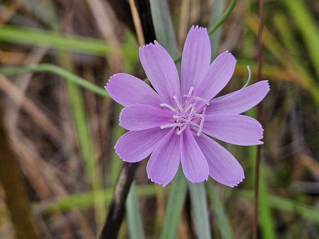 rose rush from Jupiter, FL, USA on January 16, 2024 at 06:21 PM by ...