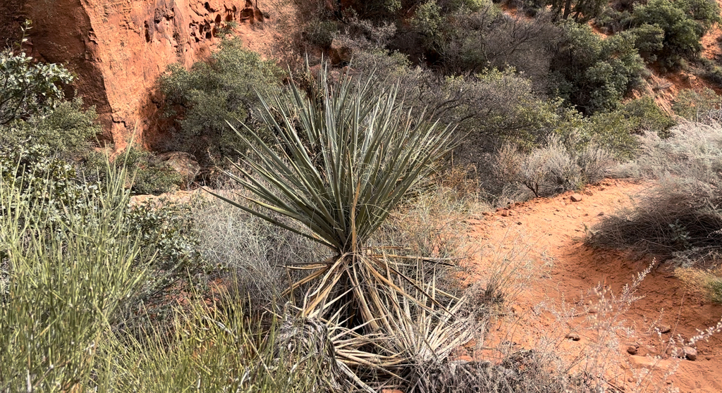 blue yucca from Washington County, UT, USA on January 16, 2024 at 04:24 ...