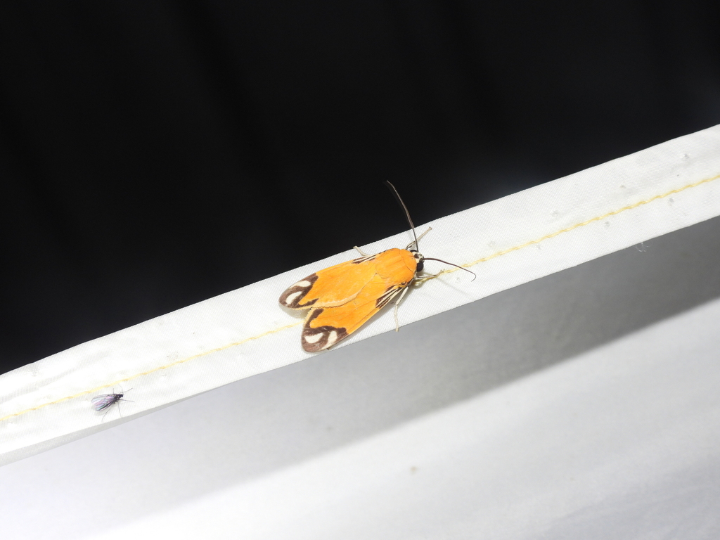 Butterflies and Moths from Santa Clara, Ecuador on February 11, 2023 at ...