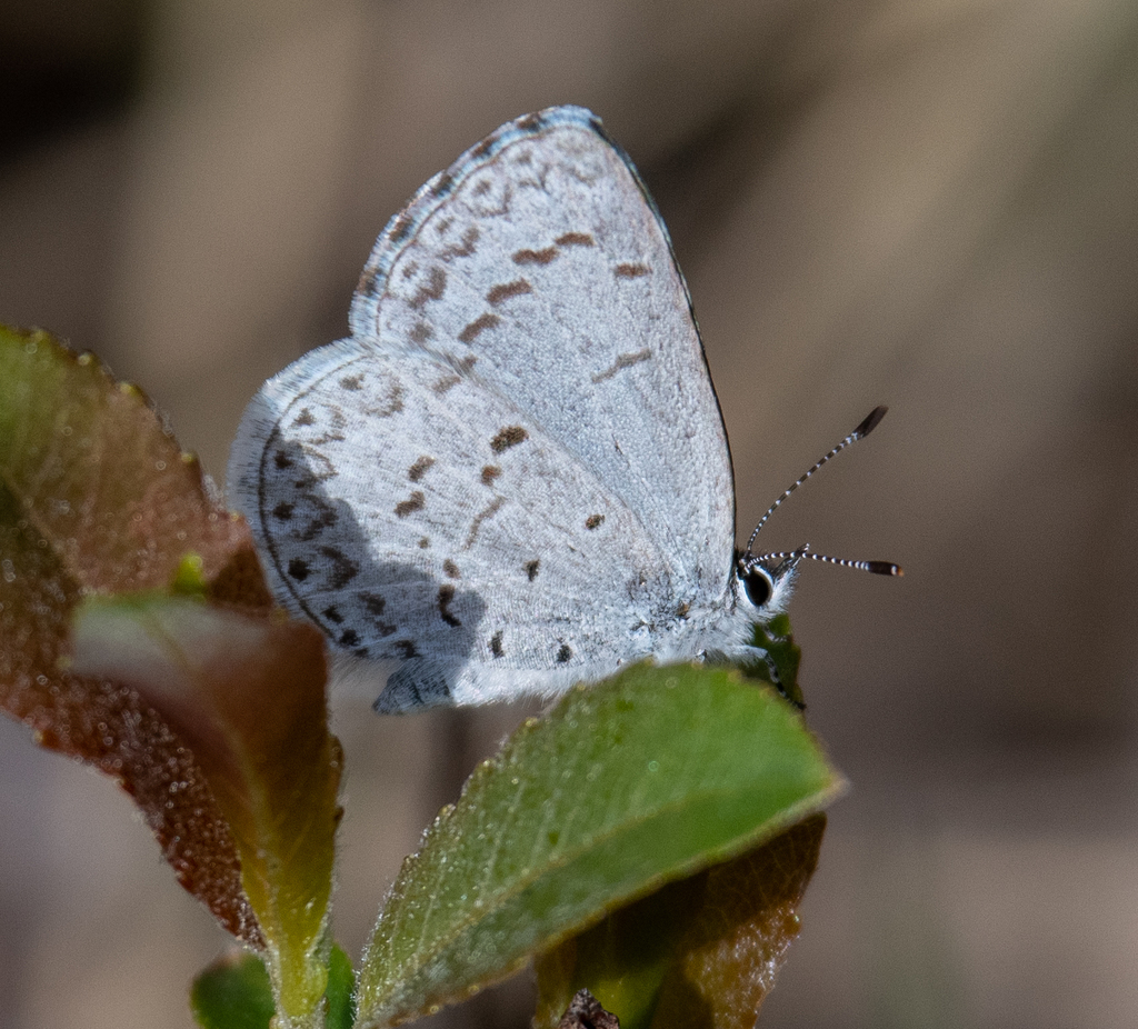Northern Azure from Peterborough County, ON, Canada on May 11, 2023 at ...