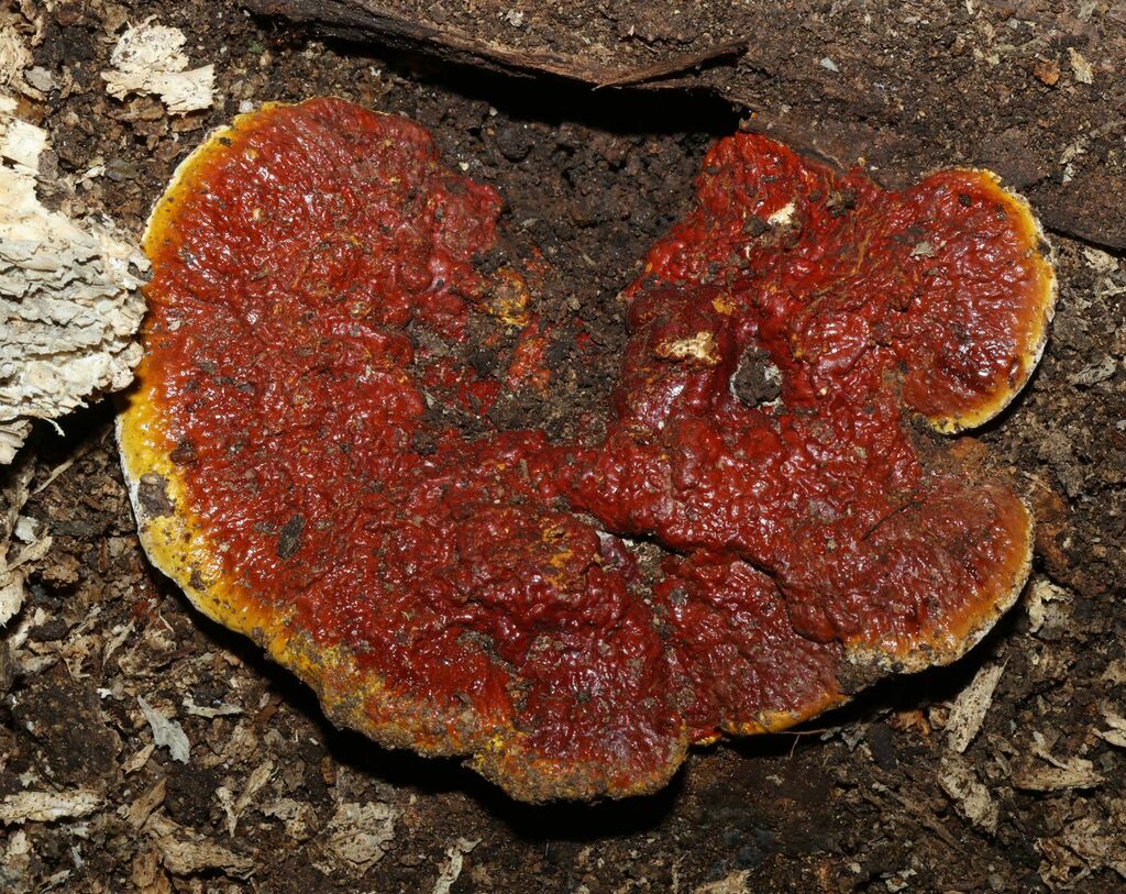 golden reishi in October 2023 by lynath. By base of old dead post oak ...