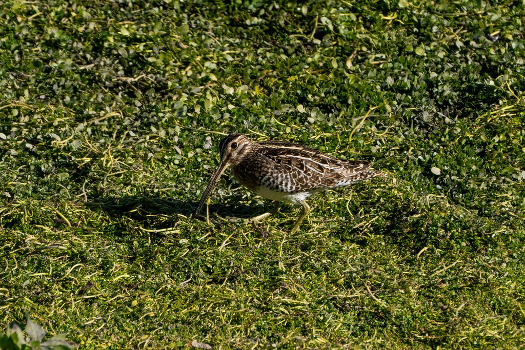 Wilson's Snipe from San Joaquin Marsh, Irvine, CA 92612, USA on ...