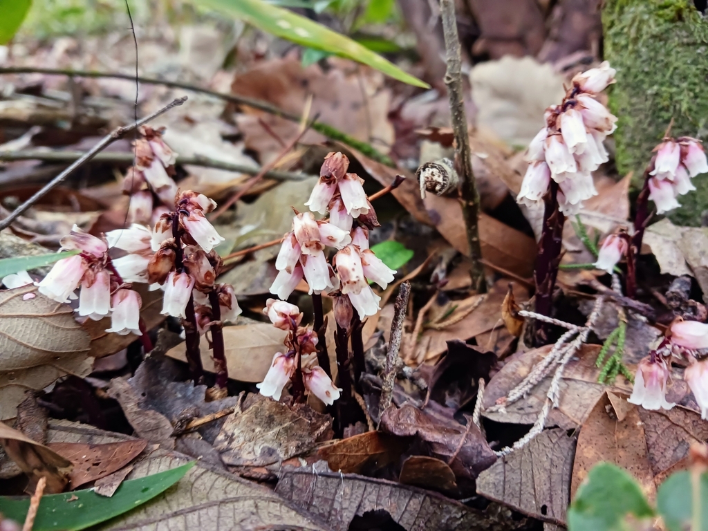 Florida Pygmy Pipes in January 2024 by Steven DM · iNaturalist