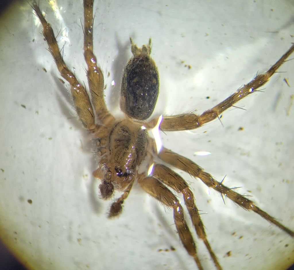Typical Spiders in January 2024 by Julia Palmer. S381MB · iNaturalist
