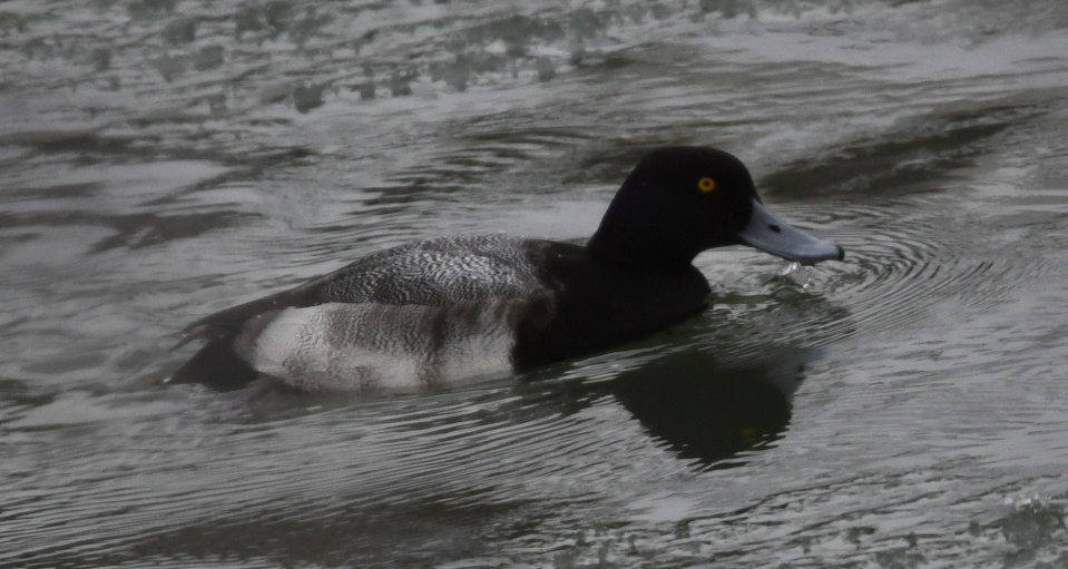 Lesser Scaup from Norton, WV 26285, USA on January 16, 2024 at 03:15 PM ...