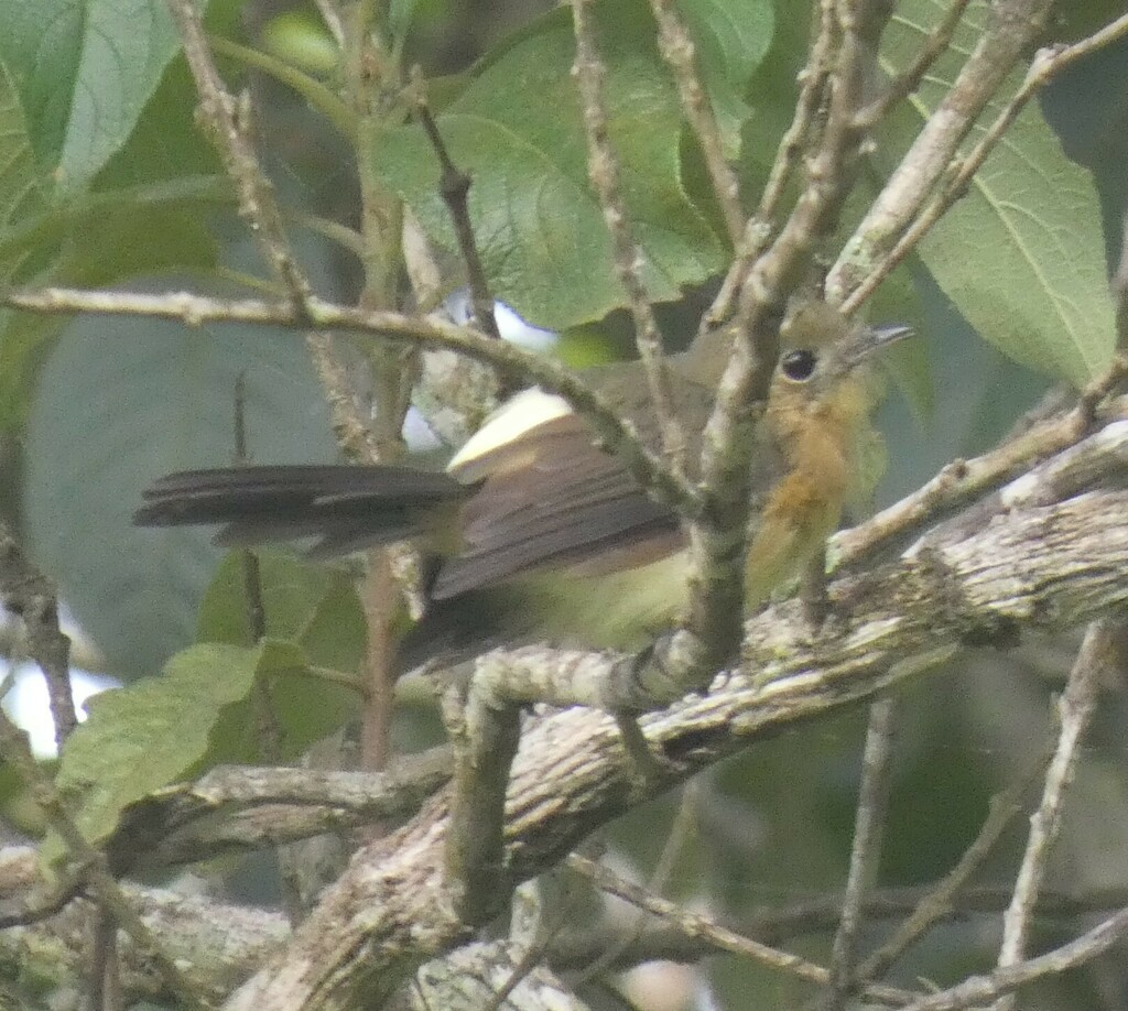 Whiskered Flycatcher from Nova Lima, Minas Gerais, Brazil on January 16 ...