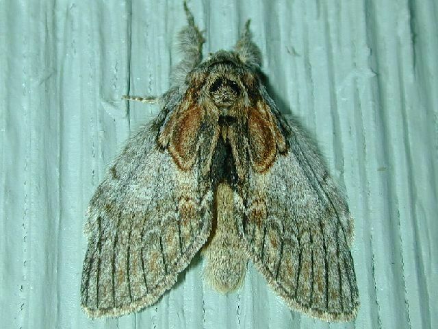 Oval-based Prominent from Bedford Audubon Society, Katonah, NY, USA on ...