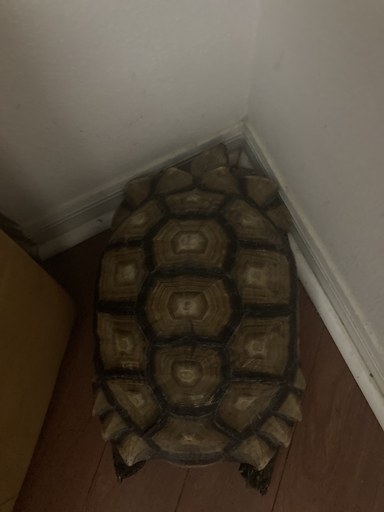 African Spurred Tortoise from Appleton Pl, Wesley Chapel, FL, US on ...