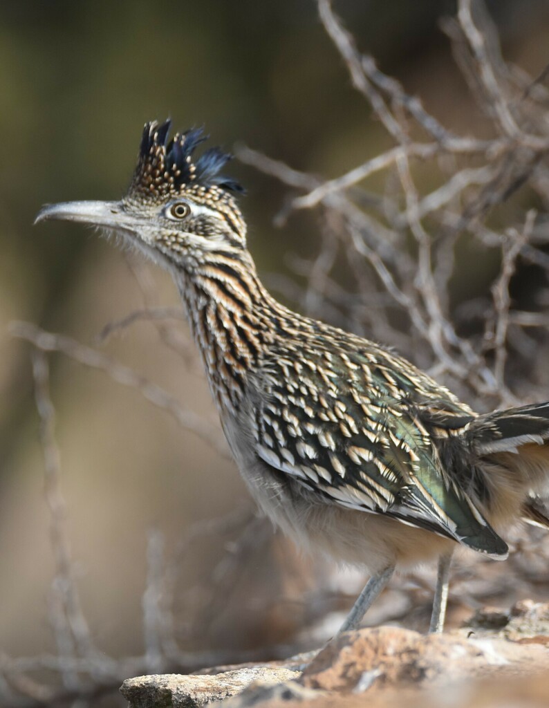 Greater Roadrunner from Monte Escobedo, Zac., México on January 16 ...
