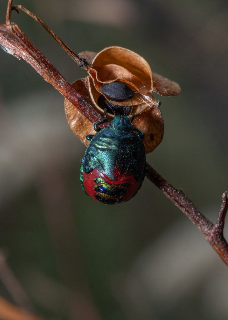 Red Jewel Bug from Kelgoola NSW 2849, Australia on January 1, 2024 at ...