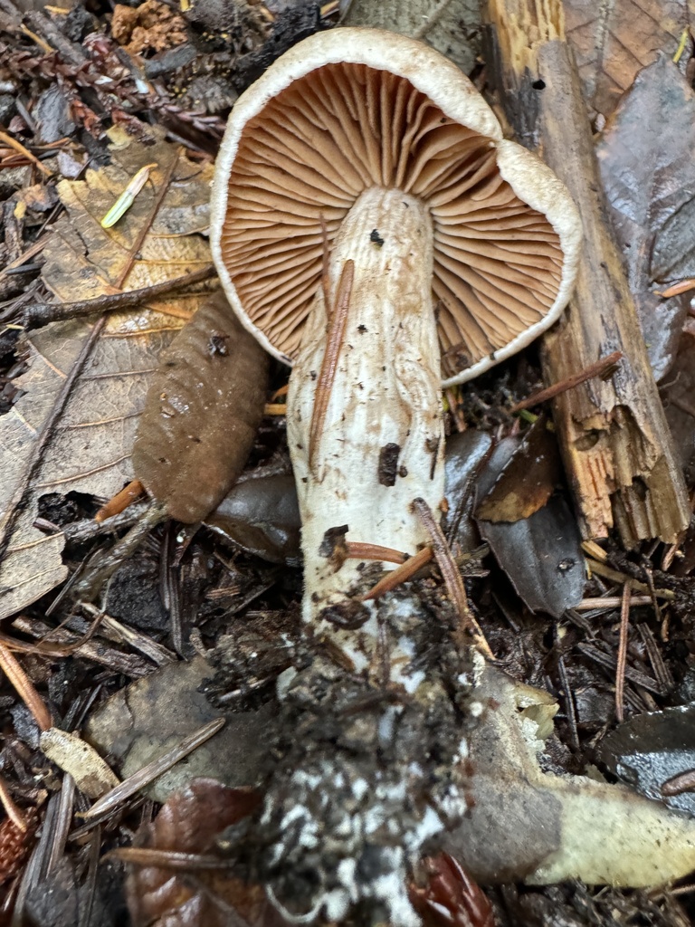 Webcaps from Huckleberry Ln, La Honda, CA, US on January 15, 2024 at 10 ...
