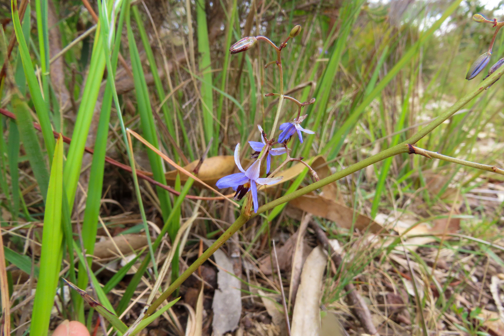 flax-lilies from Anglesea VIC 3230, Australia on October 31, 2022 at 04 ...