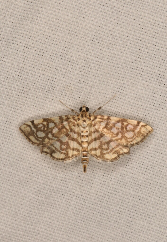 Bog Lygropia Moth from Norfolk County, ON, Canada on July 22, 2023 at ...