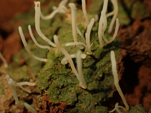 Sulzbacheromyces leucodontium · iNaturalist United Kingdom