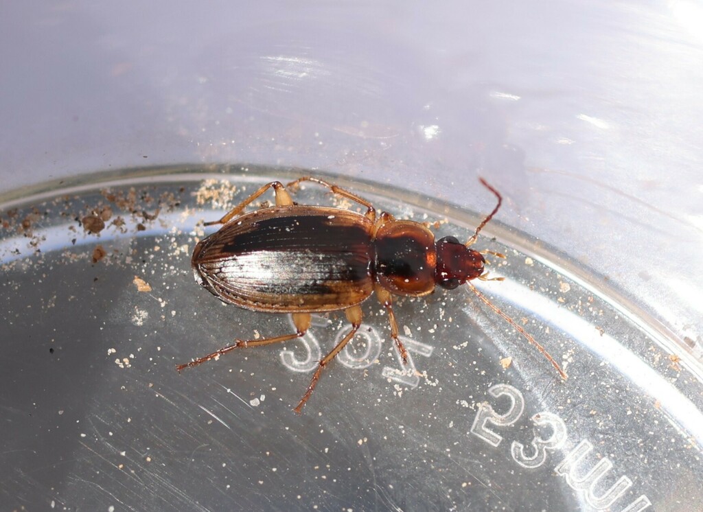 Tule Beetle from La Sierra Hills, Riverside, CA, USA on January 16 ...