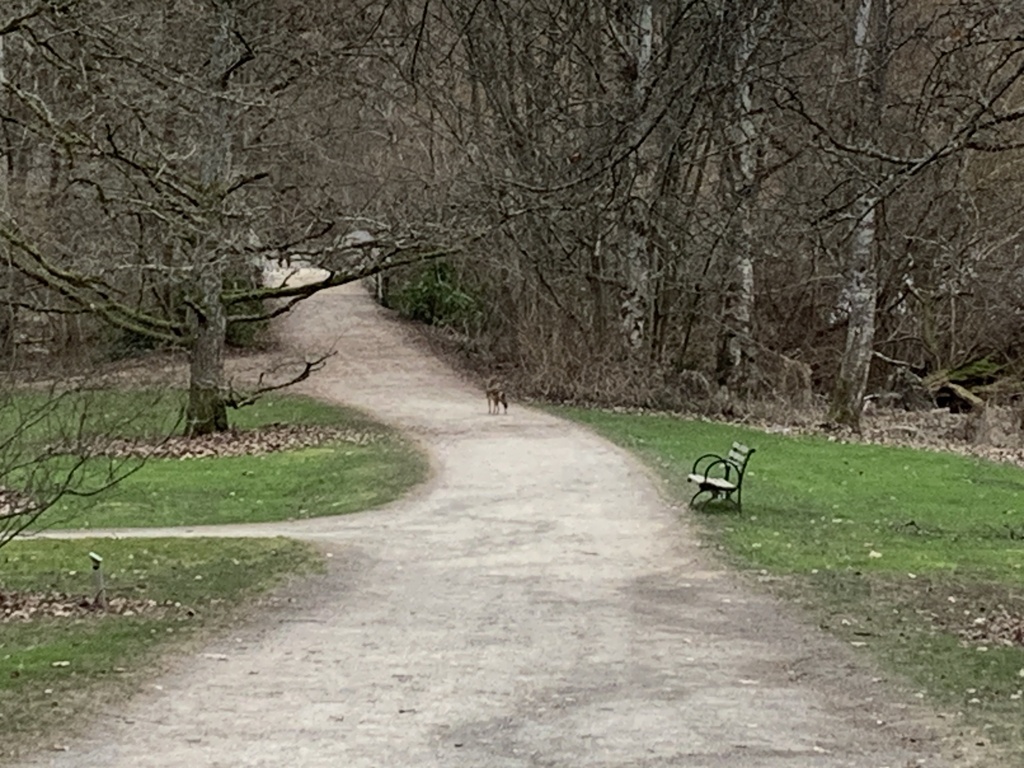 Coyote from Washington Park Arboretum, Seattle, WA, US on January 16 ...