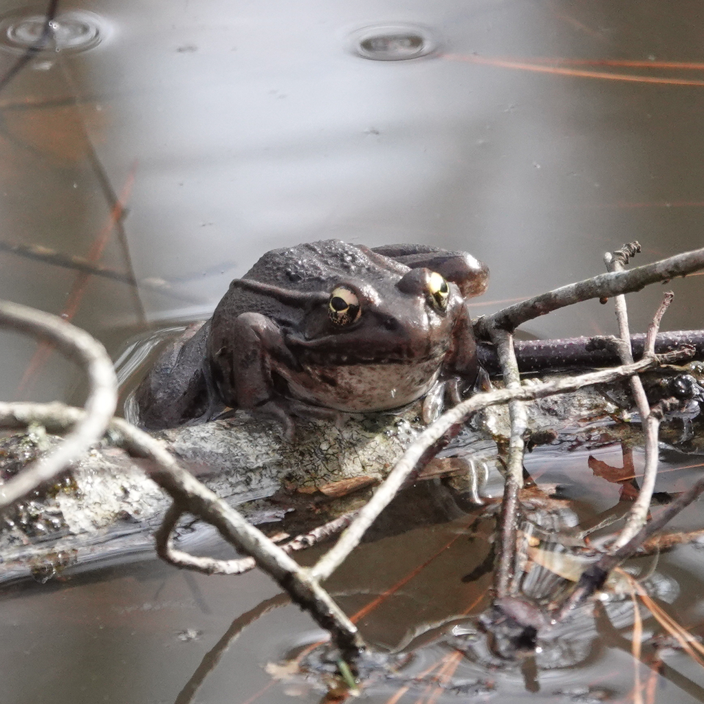 Southern Leopard Frog in January 2024 by Rene Kimray · iNaturalist